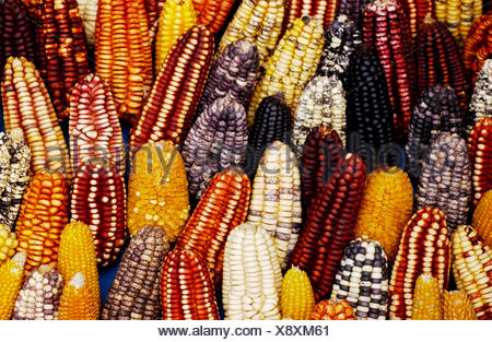Ears of corn of different varieties (mutations Stock Photo: 72416900 ...
