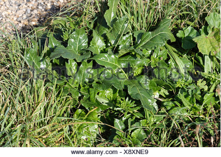 Sea Beet flowers Beta vulgaris ssp maritima Shoreham Beach LNR Sussex ...