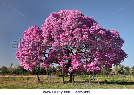 Pau d'arco, Pink Lapacho, Pink Ipe, Purple Tabebuia (Tabebuia ...