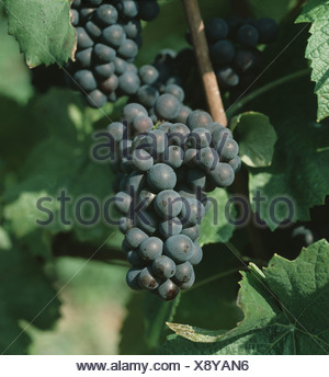 Mature bunch of red Pinot Meunier grapes on the vines in a Champagne ...