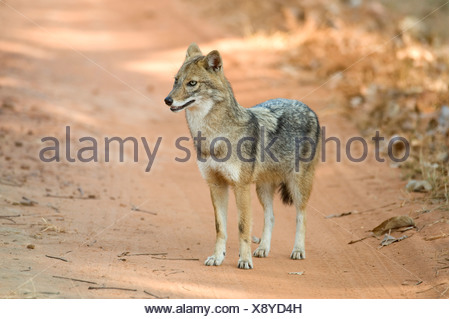 Golden Jackal or Canis aureus at morning light in Kolkata outskirts West Bengal, India Stock ...