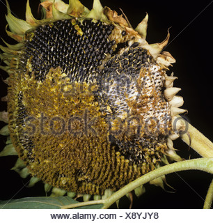 Grey mould Botrytis cinerea development and seedhead decay on Stock ...
