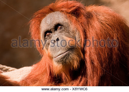 Monkeys, age, old person, Asia, Borneo, face, faces, ape, male ...