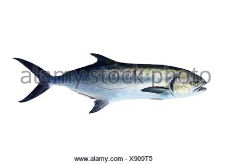Garrick Lichia Amia fish isolated on white Stock Photo - Alamy