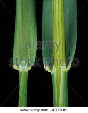 Oats leaf ligule and leaf sheath Stock Photo - Alamy
