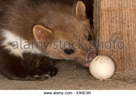 Beech marten, stone marten, hen's egg, Steinmarder, Stein-Marder ...