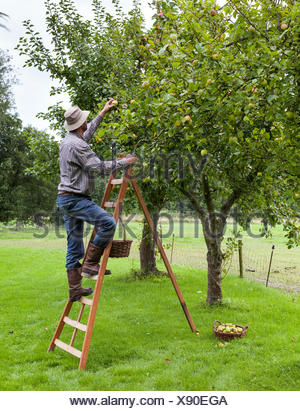 Man on ladder picking apples Stock Photo: 139246390 - Alamy