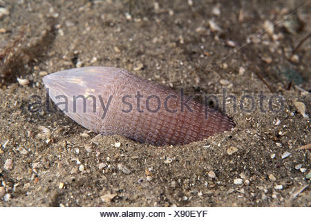 Marine worm, Peanut worm (Sipunculus nudus), lying in shallow water ...