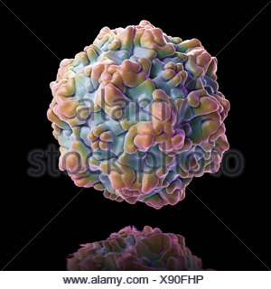 Structure Feline Panleukopenia Virus (FPV) (PDB 1C8E) also known as ...