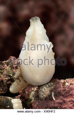 Neptune's Heart Sea Squirt - Phallusia mammillata Stock Photo: 80396769 ...