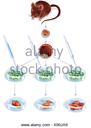 Stem cell, drawing Stock Photo - Alamy
