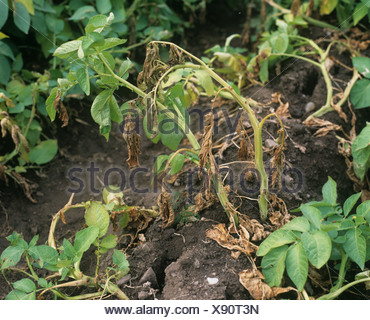 Wilt Verticillium albo atrum necrosis and damage on potato crop Stock ...