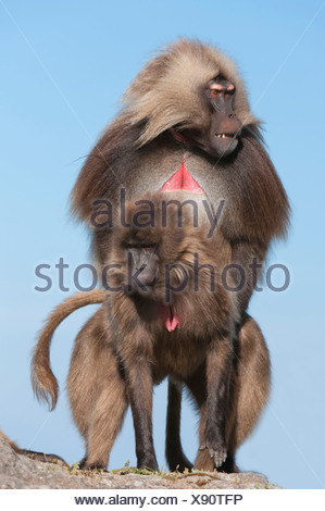 Gelada Baboons (Theropithecus gelada) mating in Simien Mountains ...