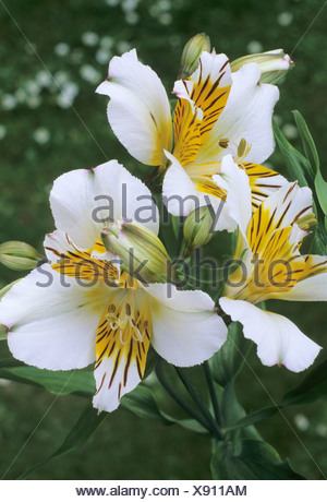 Alstroemeria 'Apollo' alstromeria white flower flowers garden plant ...