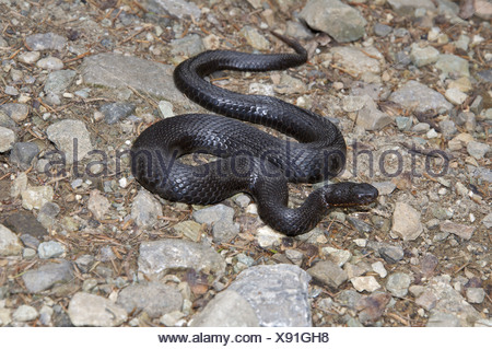 Vipera aspis reptile snakes mountain rettili serpenti montagna Stock ...