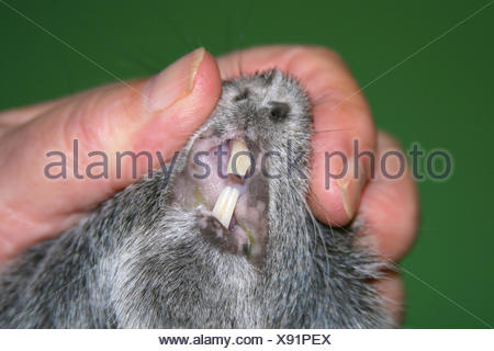 teeth control guinea pig Stock Photo: 75076579 - Alamy