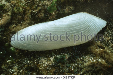 Common piddock (Pholas dactylus) shell on beach Stock Photo: 85233716 ...