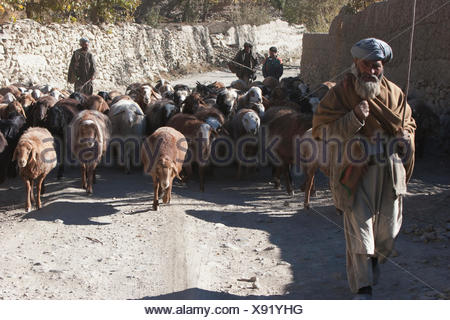 Afghan Shepherd And His Flock Of Sheep In Shekh Ali, Parwan Province ...