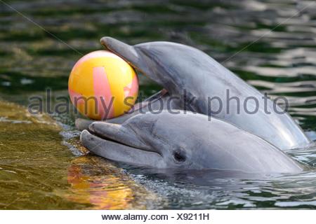 two dolphins playing ball in dolphinarium Stock Photo - Alamy