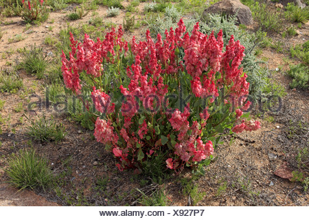 Ruby Dock or Rosy Dock (Rumex vesicarius, formally Acetosa vesicaria ...