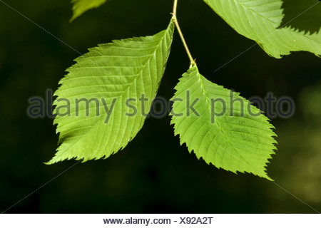 European White Elm (Ulmus laevis), leaf, studio picture Stock Photo ...