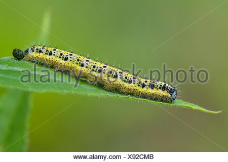 Caterpillar larva of Pieridae butterfly on cauliflower Stock Photo - Alamy