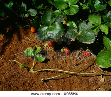 Runners (stolons) strawberry plant horizontal stem grows above ground ...