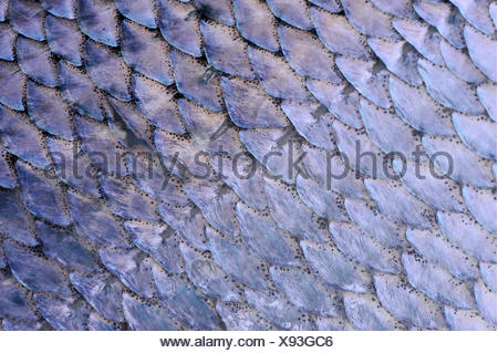 Extreme close up of fish scales Stock Photo: 47294504 - Alamy