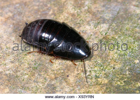 Egyptian Desert Cockroach, Egyptian desert roach, Egyptian cockroach ...