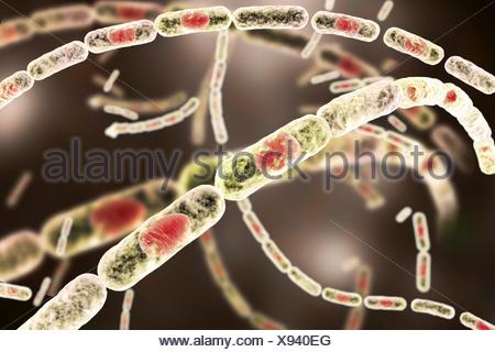 Anthrax bacteria, computer illustration. Anthrax bacteria (Bacillus ...