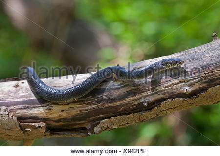 Sicily Italy snake Hierophis viridiflavus animal animals reptile Stock ...
