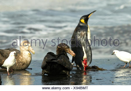 Wounded King Penguin attacked by Giant Petrels Stock Photo: 139248713 ...