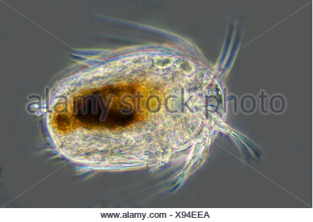 Copepods Crustaceans Marine Plankton Stock Photo - Alamy