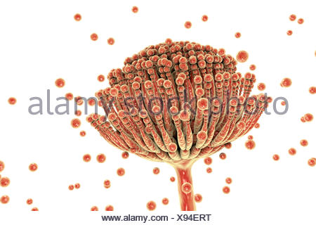 Aspergillus fungus, computer illustration. This is a toxic fungus Stock ...