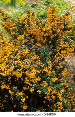berberis x stenophylla corallina compacta orange red berries autumn ...