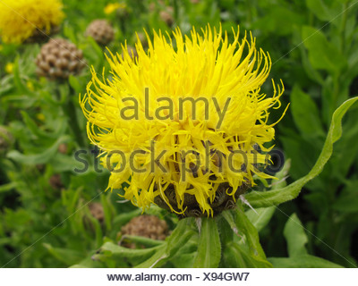Giant knapweed, Yellow hardhead (Centaurea macrocephala), garden Stock ...