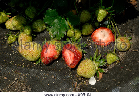 Bird damage to ripe strawberry fruit before picking Stock Photo - Alamy