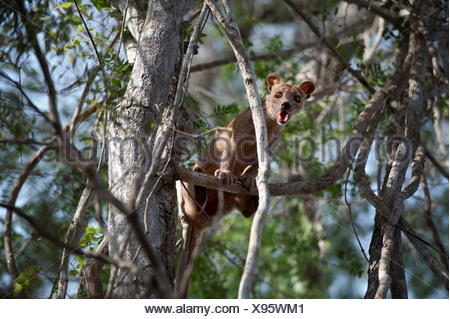 fossa (Cryptoprocta ferox), climbing a tree early morning, largest ...