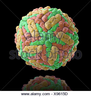 Structure Dengue virus (DENV) (PDB 1K4R) cause dengue fever. It is ...