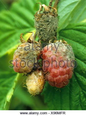 mold on the raspberries Stock Photo - Alamy