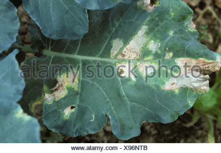 Black rot (Xanthomonas campestris) damage to a cabbage leaf, Thailand ...