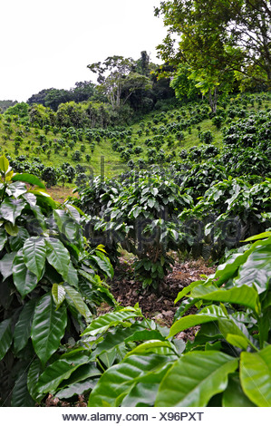 ALAJUELA, COSTA RICA - Coffee plantation, on fertile slopes of Poas ...