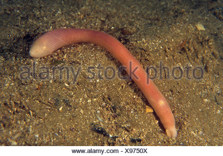 Marine worm, Peanut worm (Sipunculus nudus), lying in shallow water ...