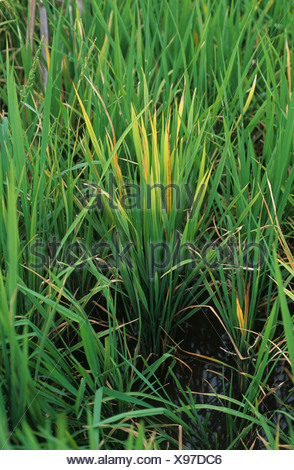 Rice plants infected by tungro virus showing discolouration caused by ...