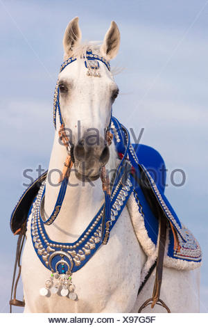 Arabian Horse. Traditional arabian tack and saddle. Egypt Stock Photo ...