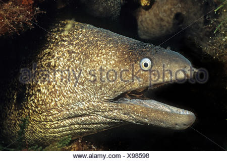 Portrait of a Mediterranean Moray eel (Muraena helena Stock Photo ...