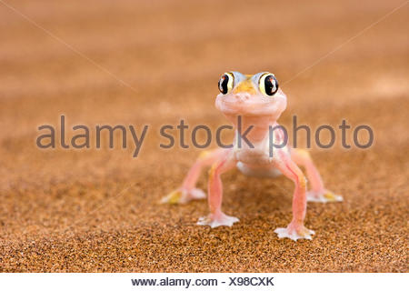 Namib sand gecko / web-footed gecko (Pachydactylus rangei) held in ...