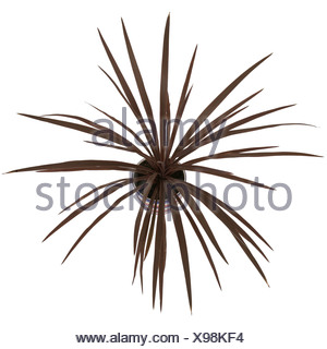 Blue Dracaena, Mountain Cabbage Tree (Cordyline indivisa, Dracaena ...
