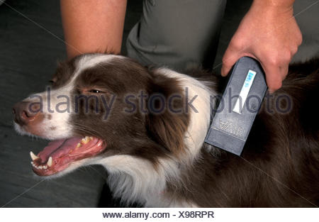 scanning your dog for a microchip Stock Photo - Alamy