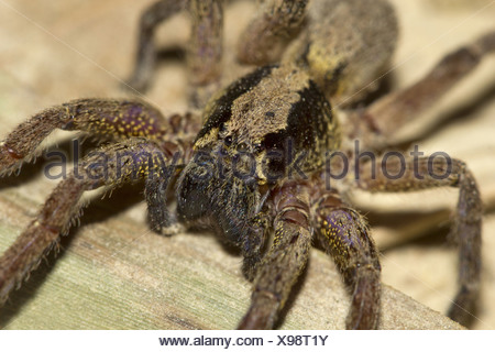 Close up view of a Wolf Spider, Bahrain, Arabian Gulf Stock Photo ...